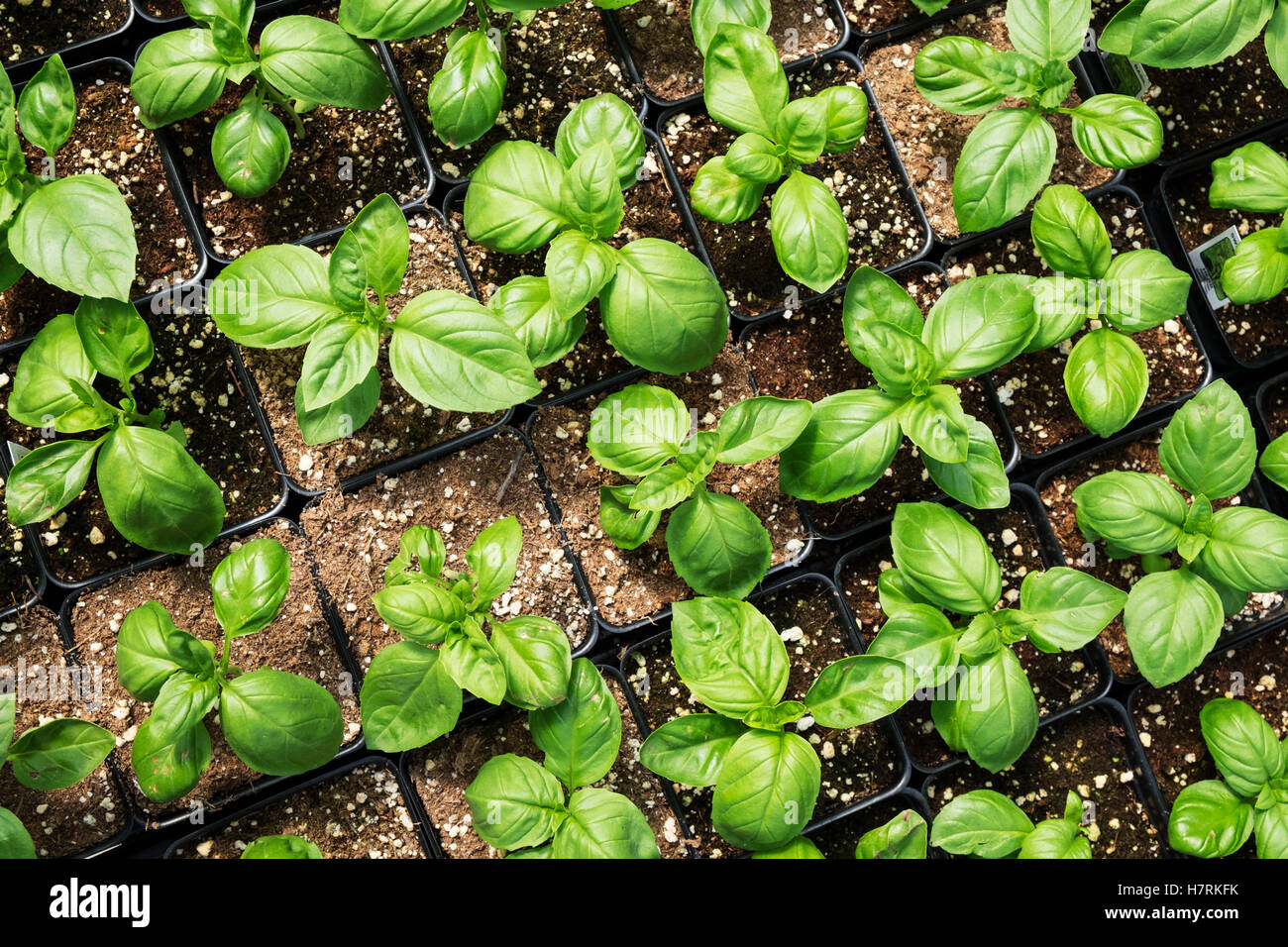 Basil plants in greenhouse; Lancaster, Pennsylvania, United States of ...