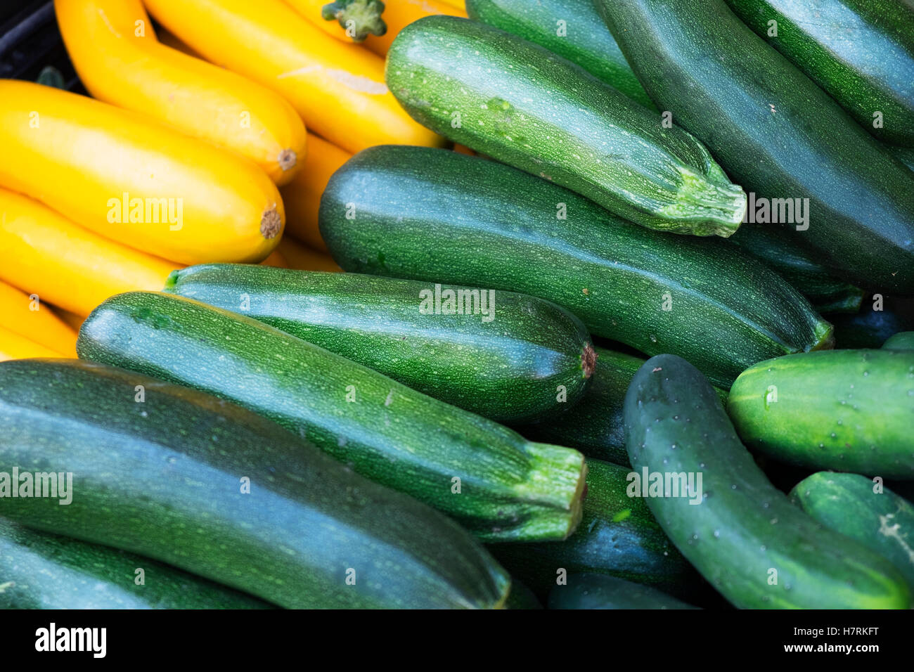 Ripe zucchini for sale; Lititz, Pennsylvania, United States of America ...