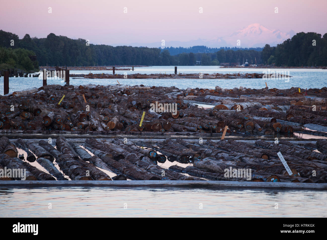Logging forestry log booms hi-res stock photography and images - Alamy