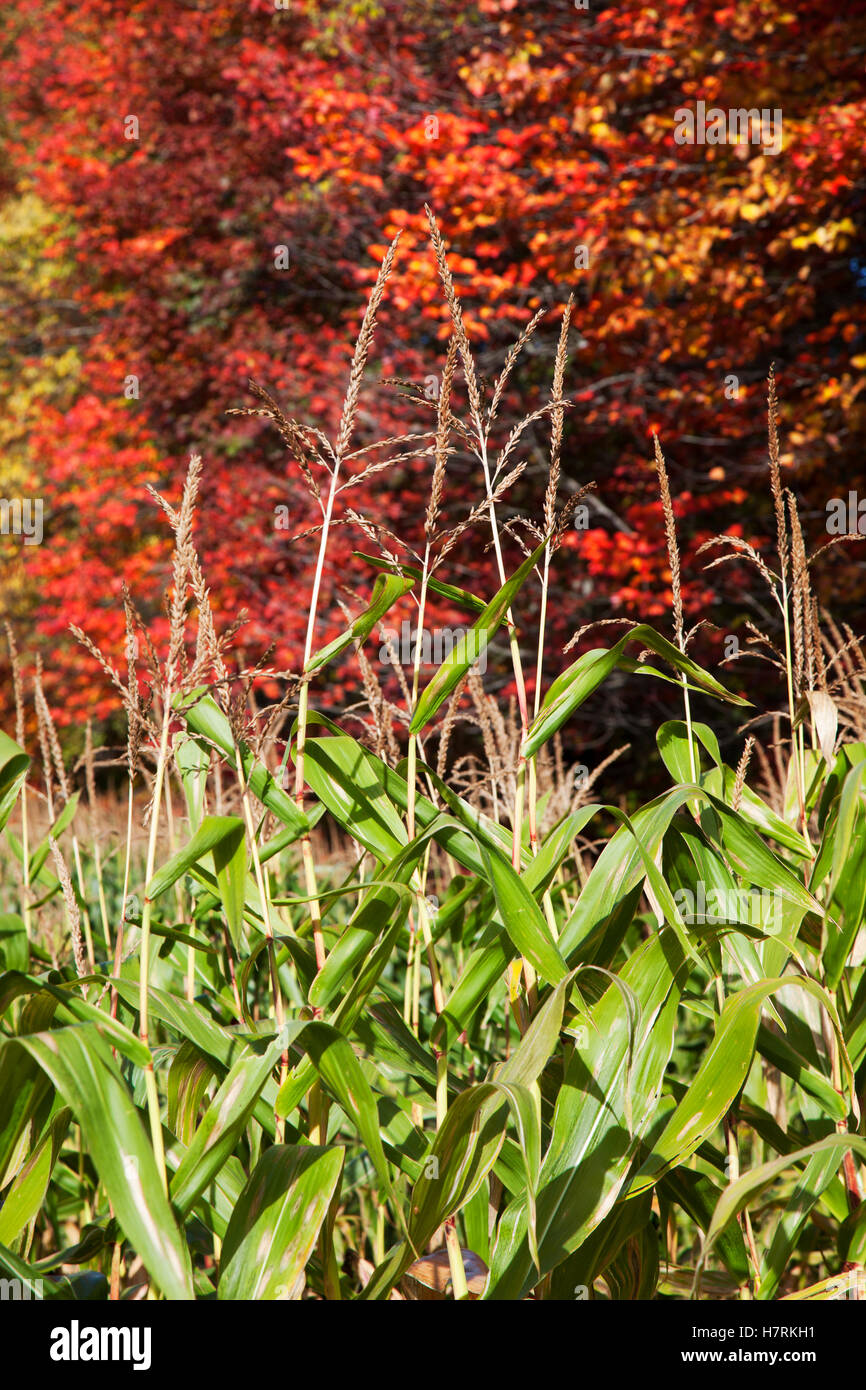Corn growing in a field and autumn coloured leaves; Stowe, Vermont ...