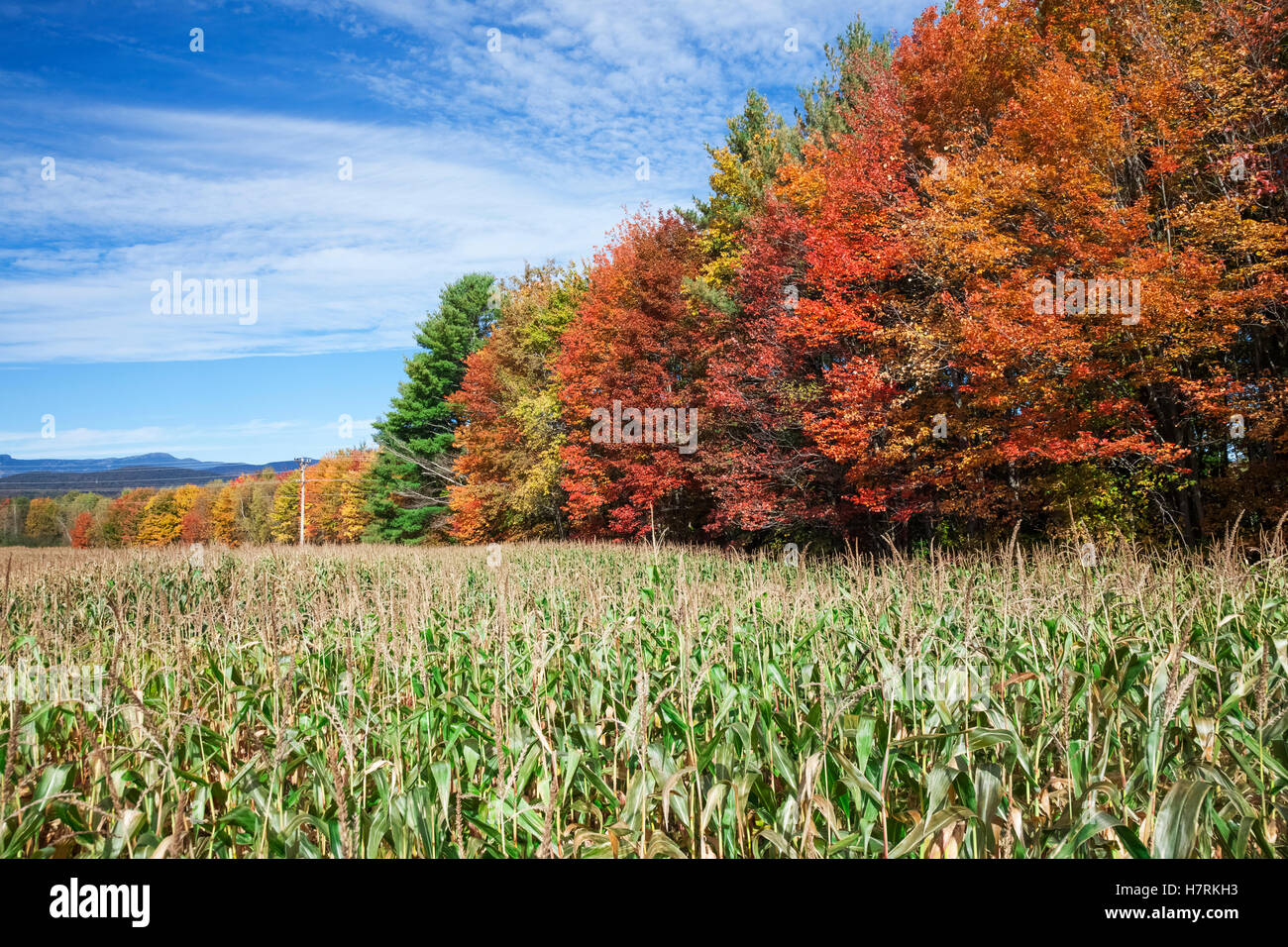Corn growing in a field and autumn coloured leaves; Stowe, Vermont ...