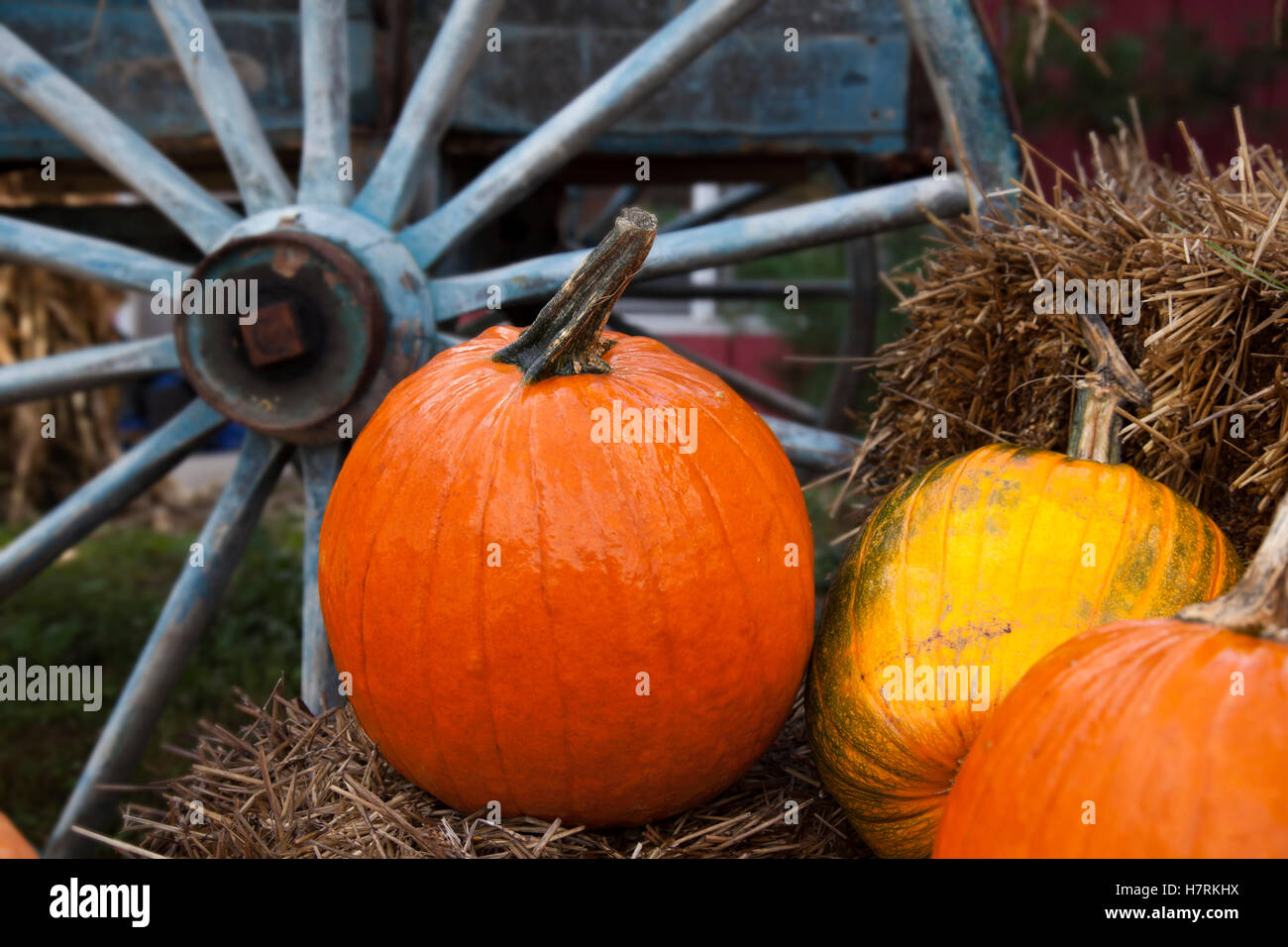 Pumpkins and wagon wheel; Stowe, Vermont, United States of America ...