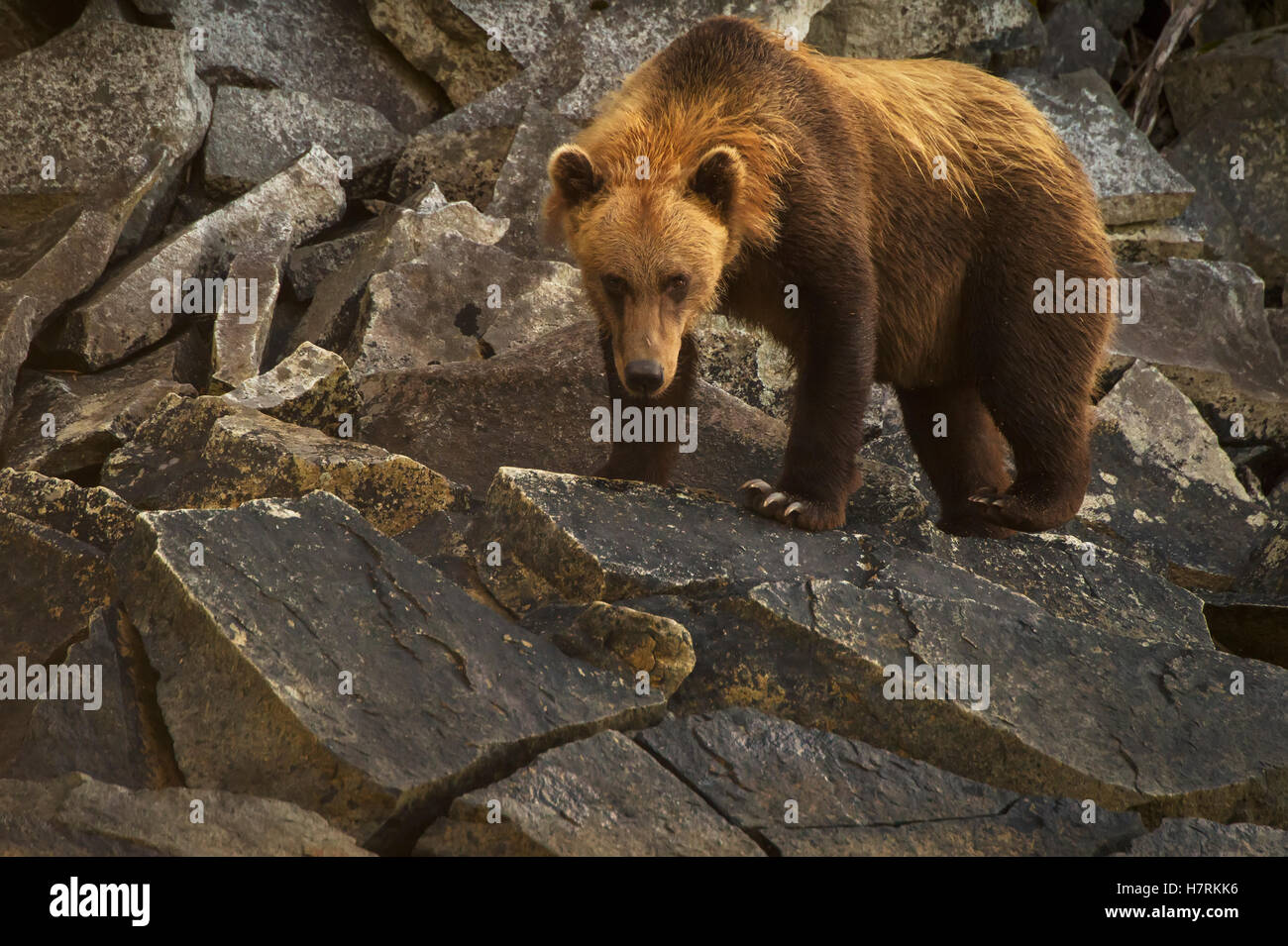 Alaskan coastal bear (ursus arctos), Geographical Bay; Alaska, United ...