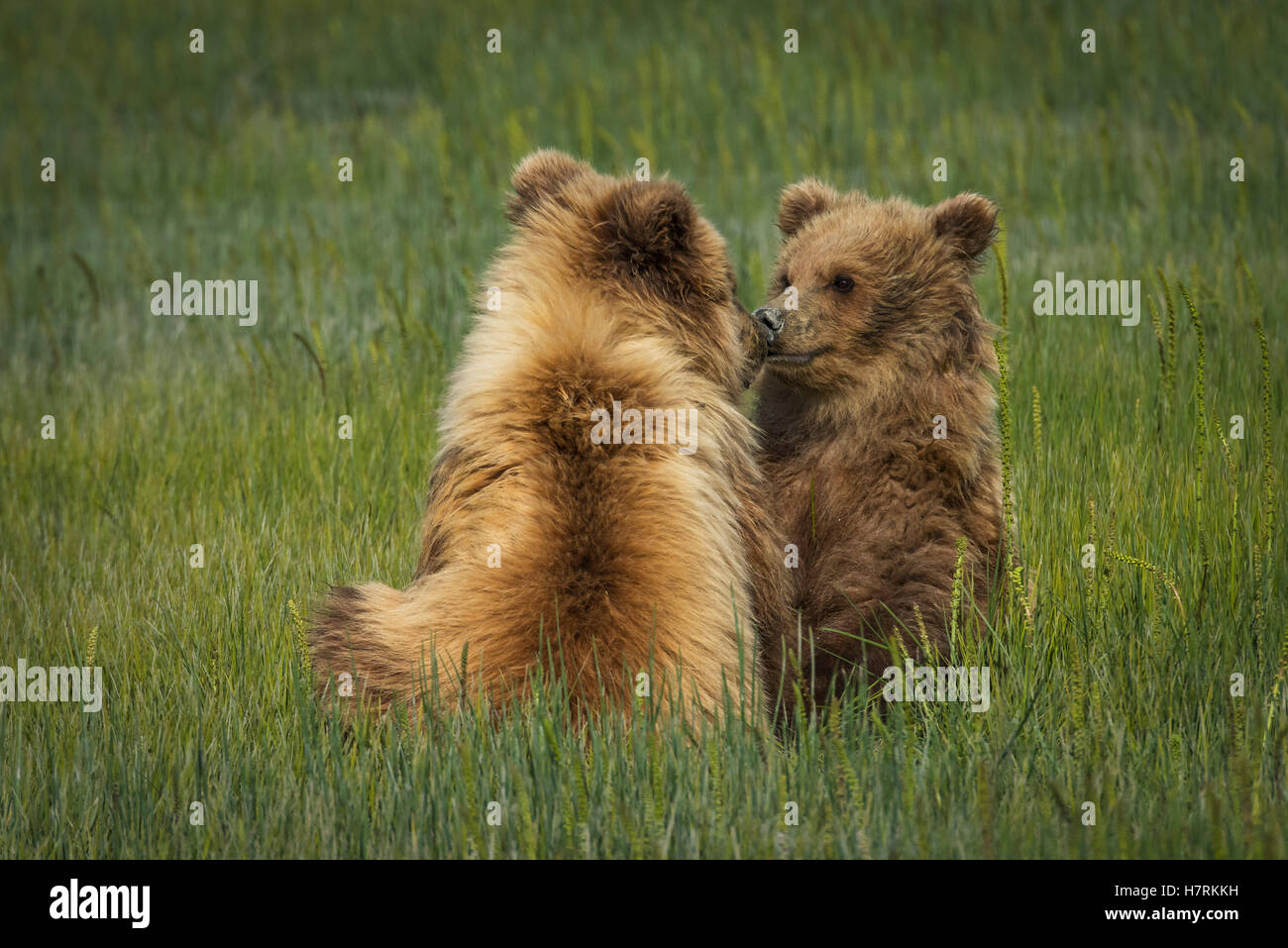 Brown bear communication High Resolution Stock Photography and Images ...