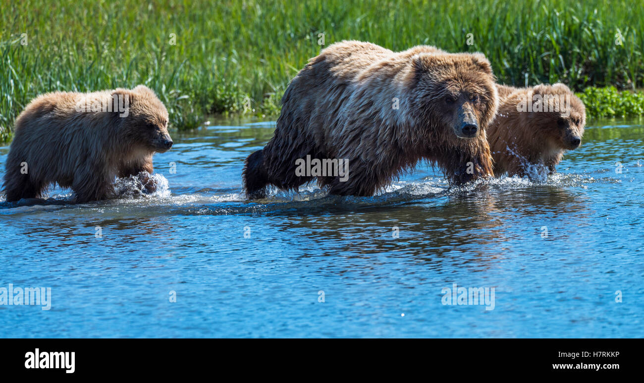 Alaskan coastal bear (ursus arctos), Lake Clark National Park; Alaska ...