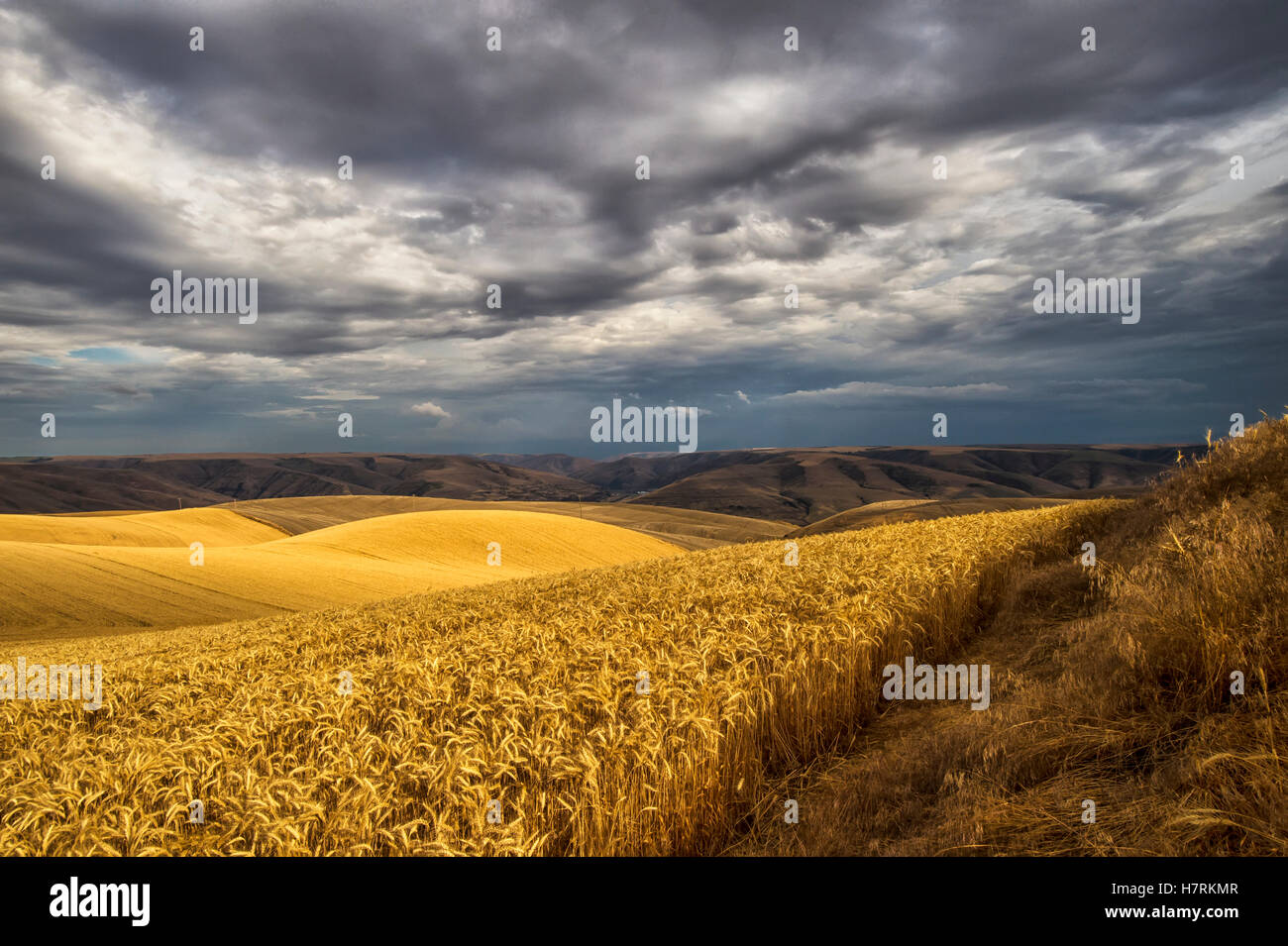 Golden wheat fields on rolling hills with storm clouds in the distance; Palouse, Washington ...