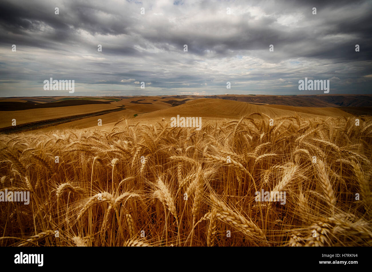 Golden wheat fields under a cloudy sky; Palouse, Washington, United ...