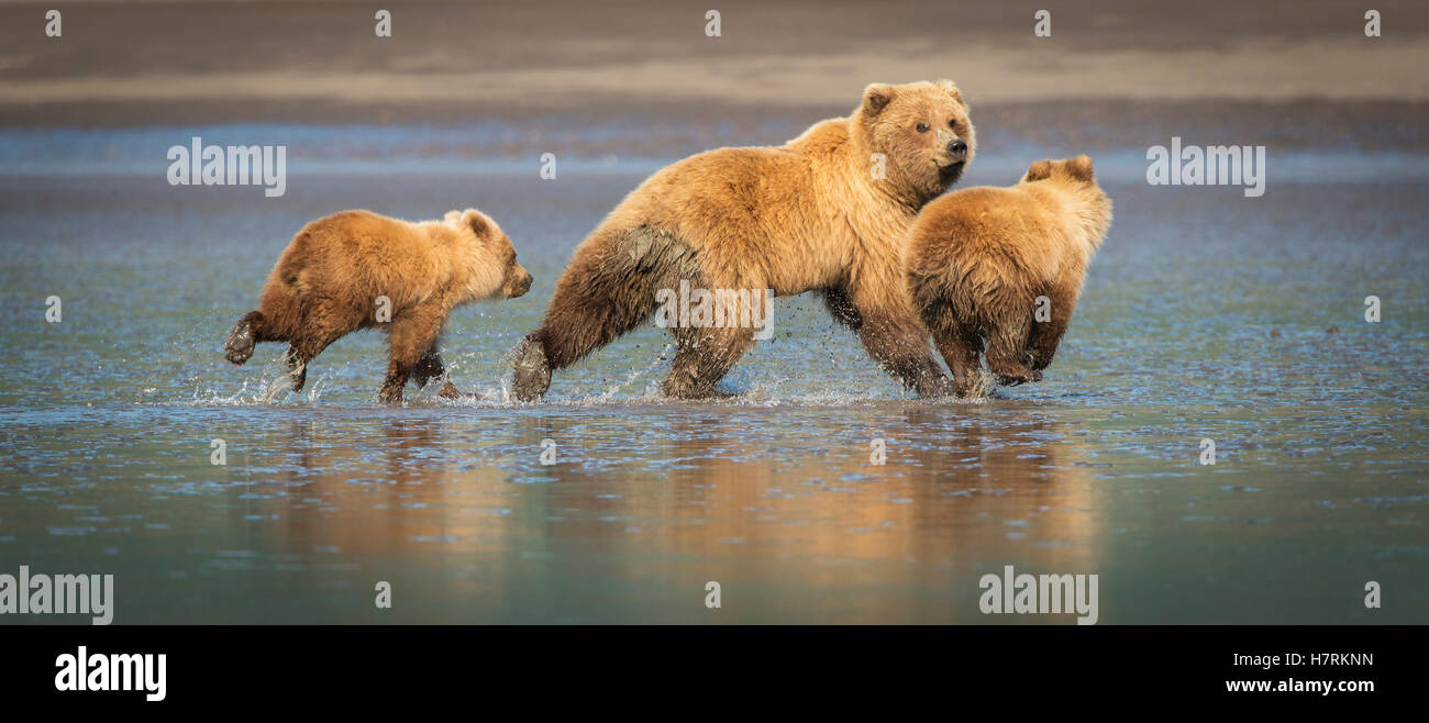 Alaskan coastal bears (ursus arctos) clamming in Lake Clark National ...