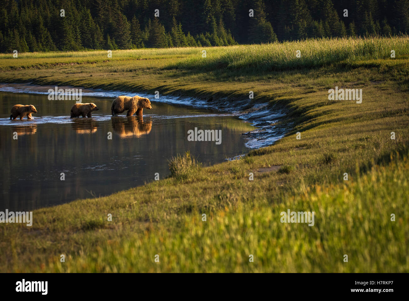 Alaskan coastal bear (ursus arctos) sow and cubs wading in shallow ...