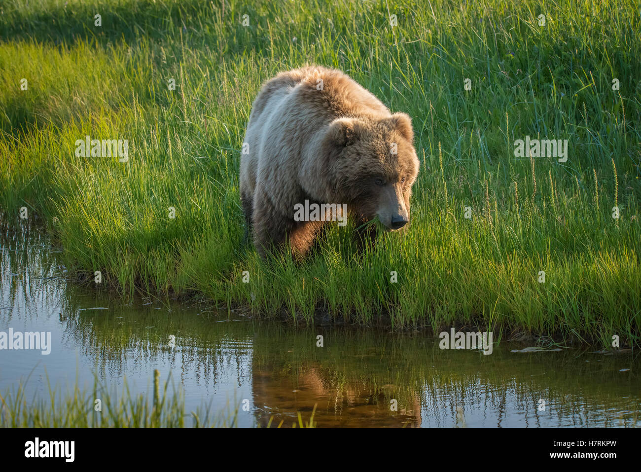 Alaskan coastal bear (ursus arctos) in a grass field at the water's ...