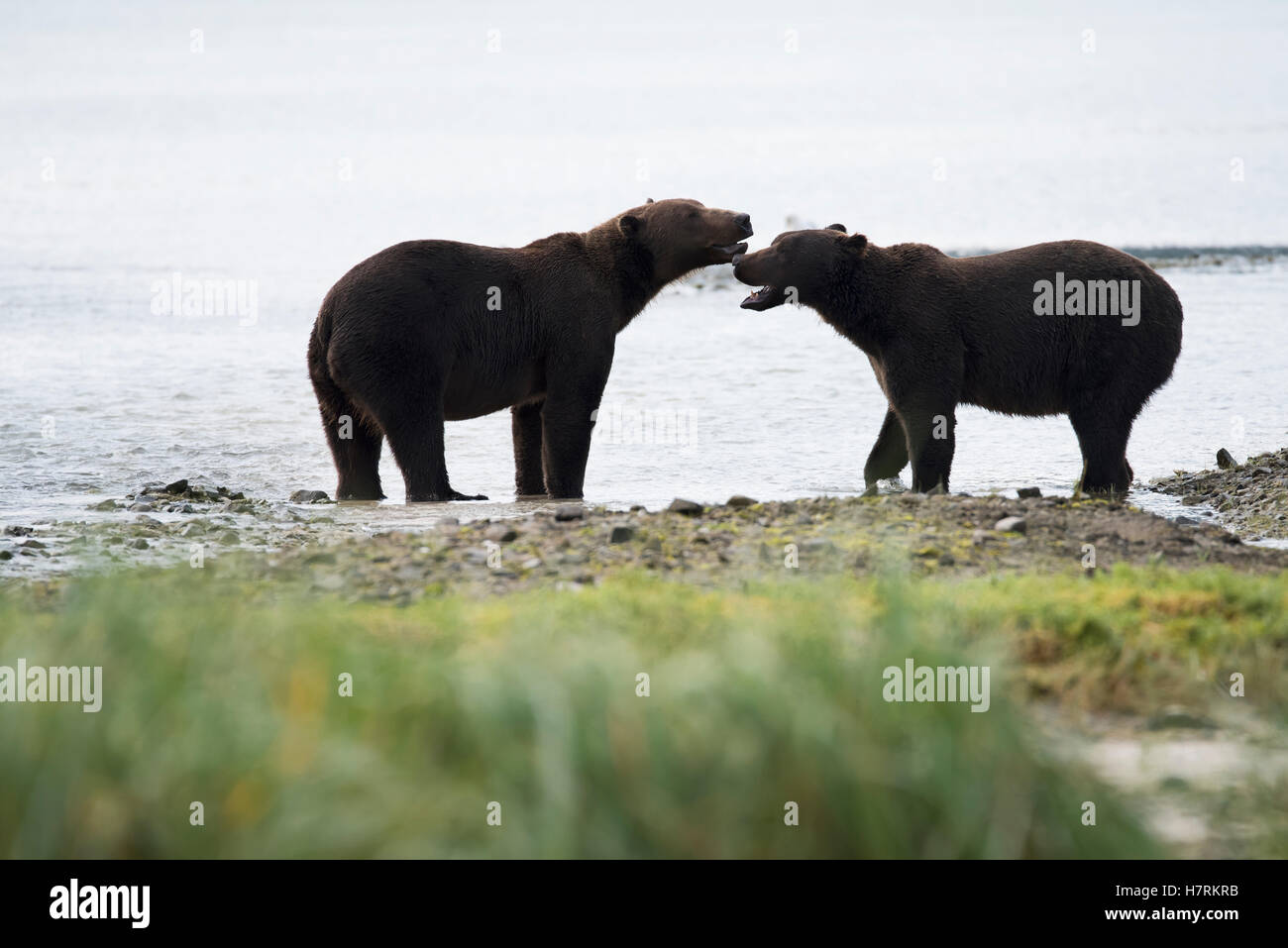 Alaskan coastal bears (ursus arctos) appearing to be talking to one ...
