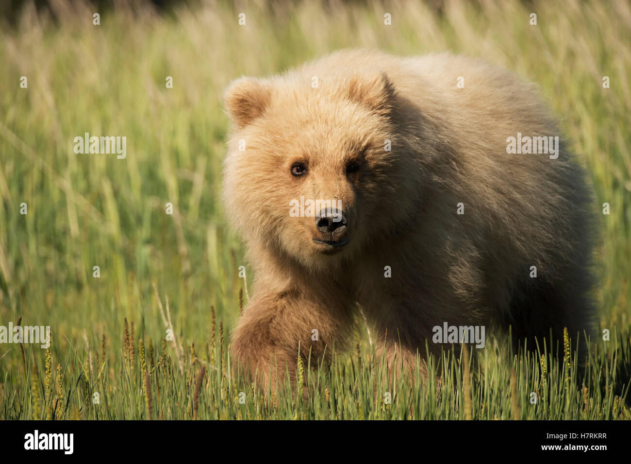 Alaskan coastal bear (ursus arctos) cub in a grass field, Lake Clark ...