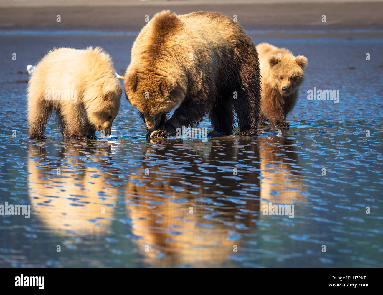 Alaskan coastal bear (ursus arctos) sow and cubs clamming, Lake Clark ...