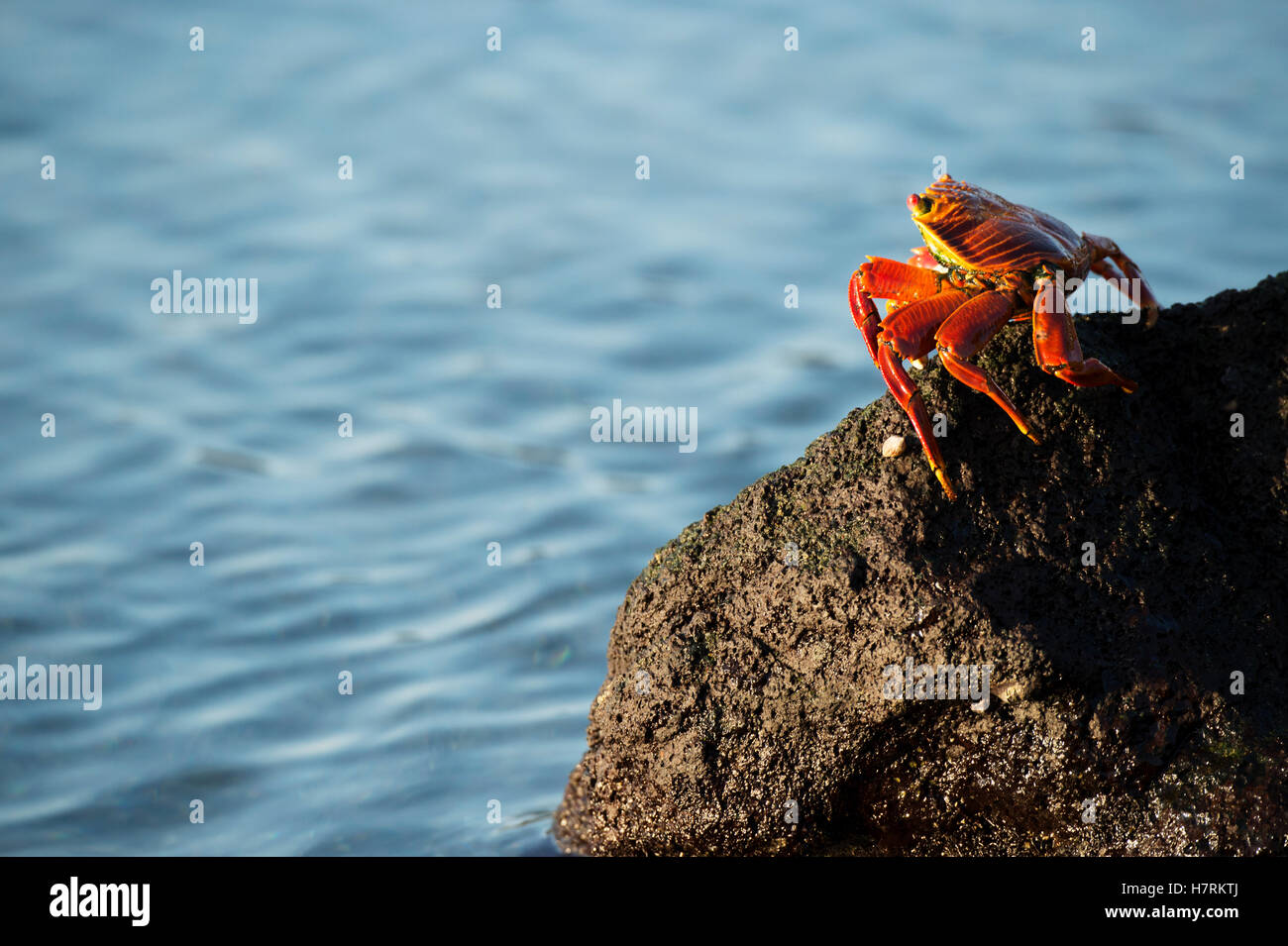 Painted crab (Ocypode gaudichaudii) on a rock at the water's edge ...