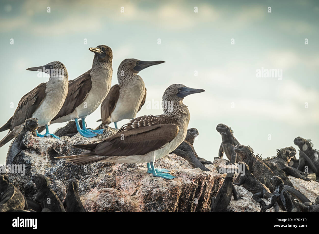 Blue Footed Booby Sula Nebouxii Perched On A Rock Beside Iguanas