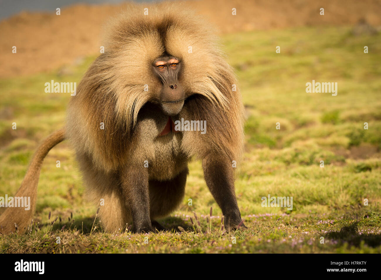 Gelada (Theropithecus gelada), Semian mountains; Ethiopia Stock Photo ...