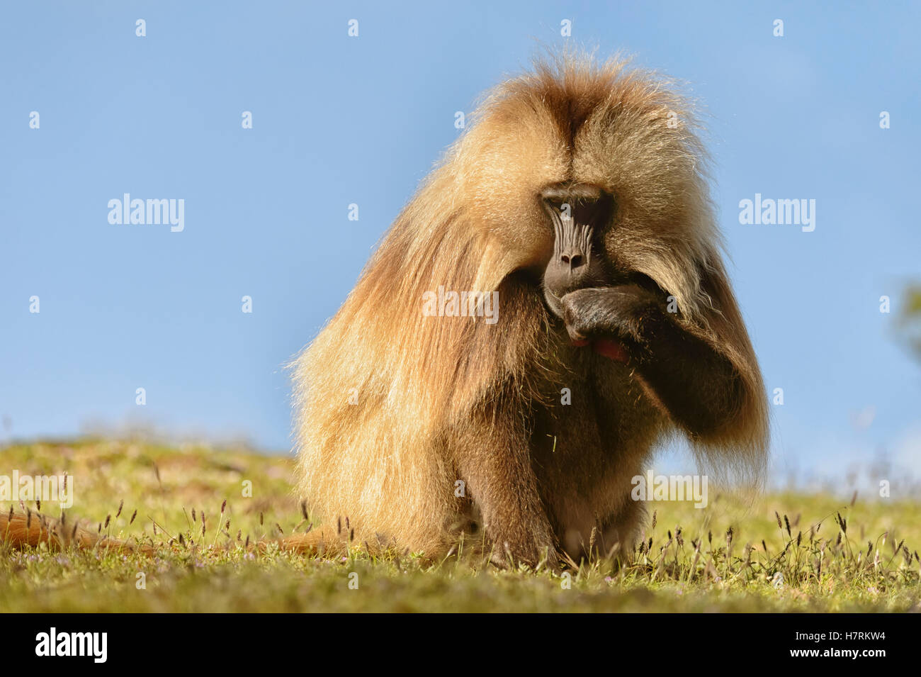 Gelada (Theropithecus gelada), Semian mountains; Ethiopia Stock Photo ...