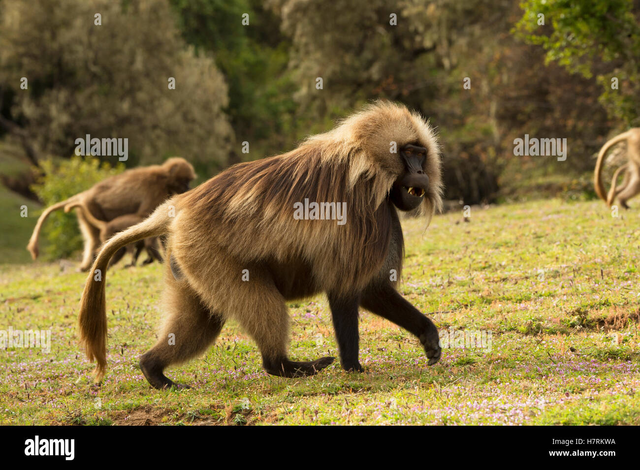 Gelada (Theropithecus gelada), Semian mountains; Ethiopia Stock Photo ...