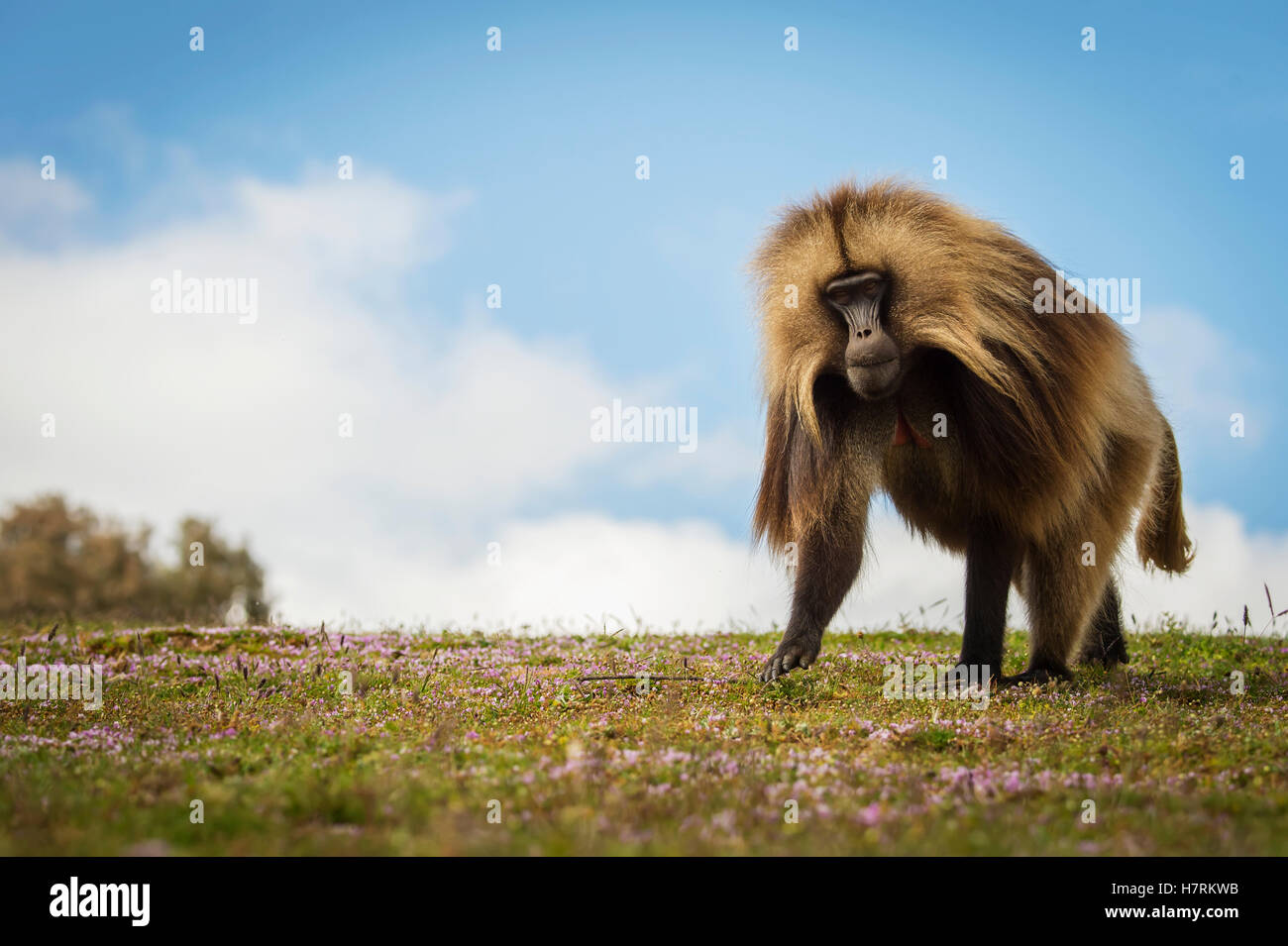 Gelada monkey looking horizon ethiopia hi-res stock photography and ...
