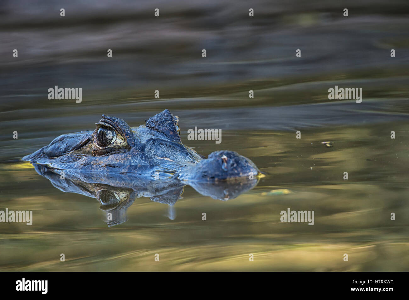 Caiman (Caimaninae) watching at the surface of the water, Pantanal ...