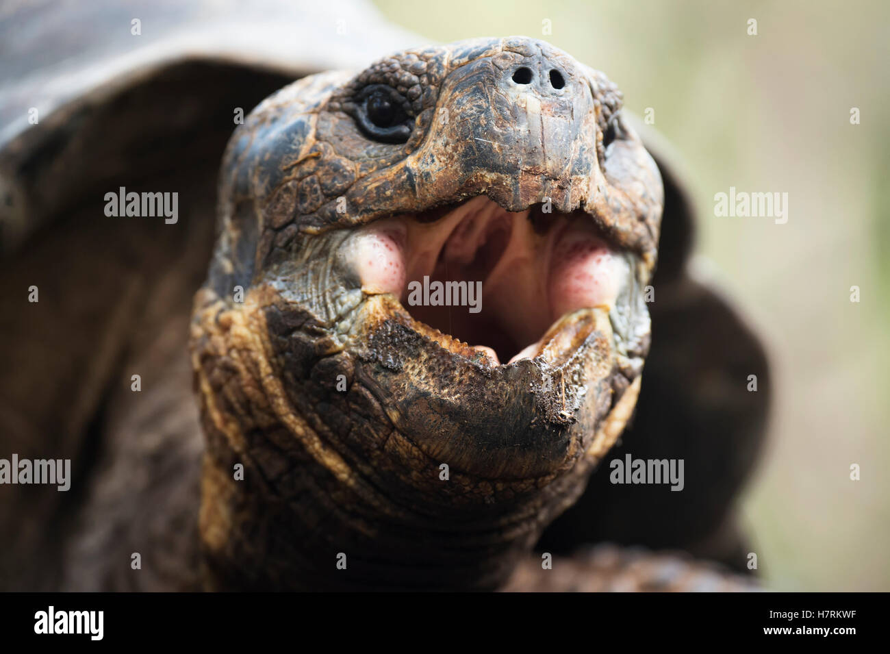 Close up of a Tortoise with it's mouth open; Galapagos Islands, Ecuador ...