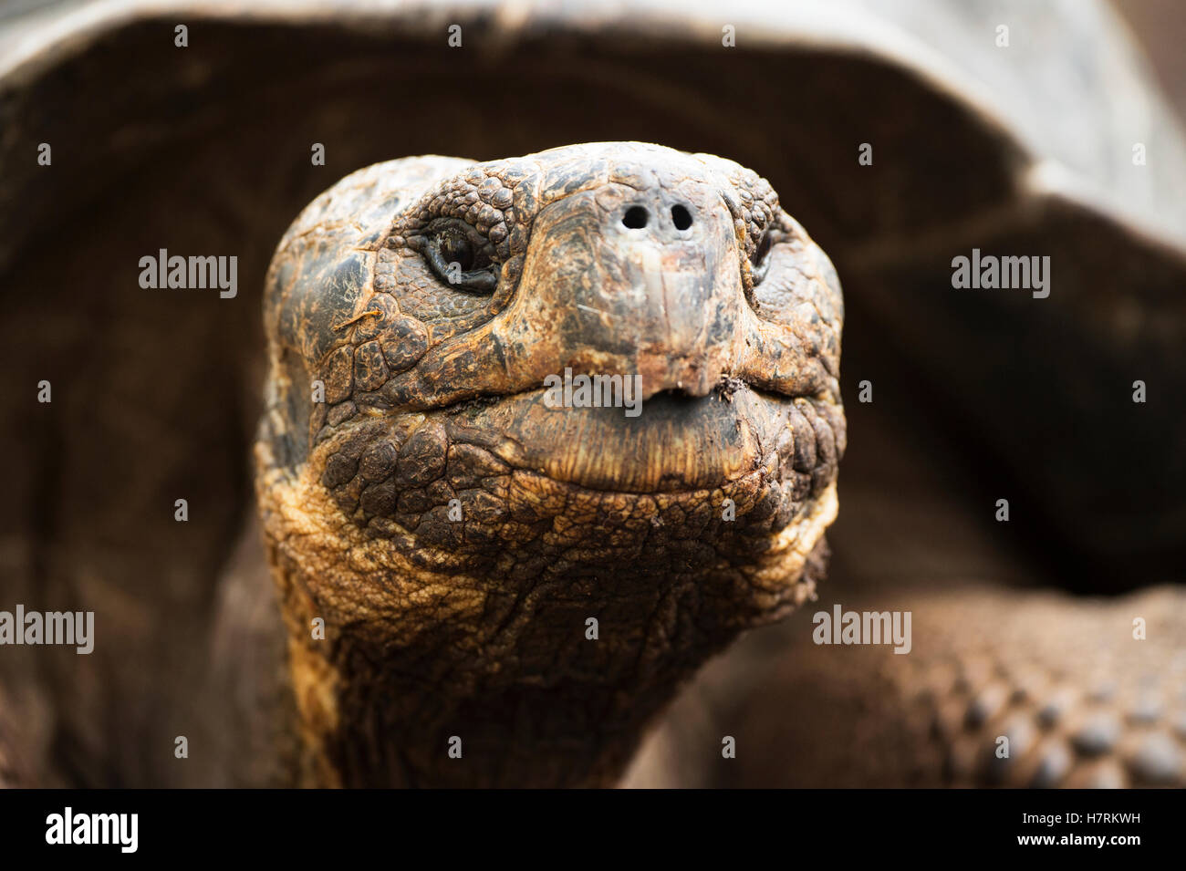 Tortoise; Galapagos Islands, Ecuador Stock Photo - Alamy
