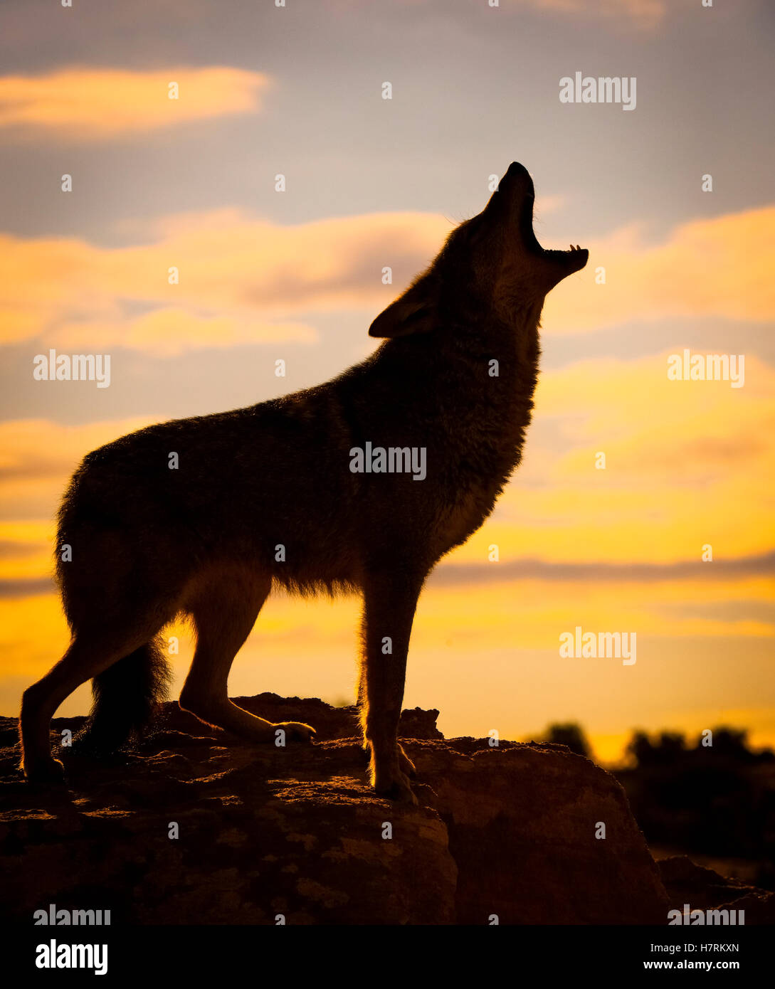 Howling coyote hi-res stock photography and images - Alamy