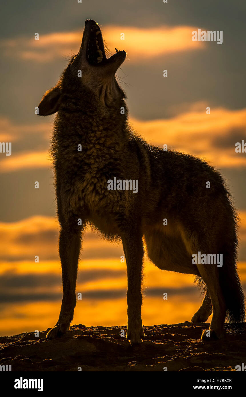 Howling coyote hi-res stock photography and images - Alamy