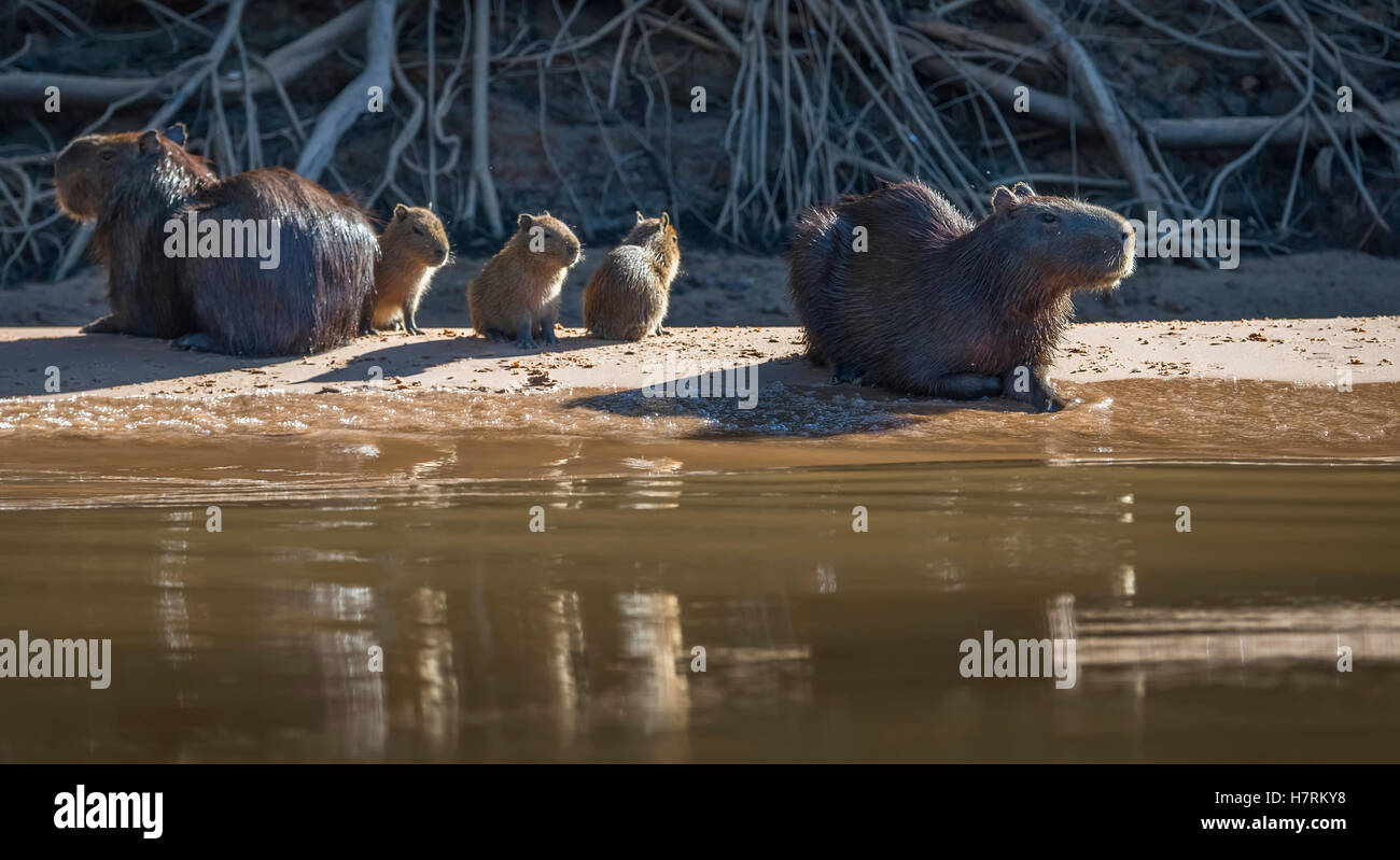 Capybara (Hydrochoerus hydrochaeris); Pantanal Conservation Area ...