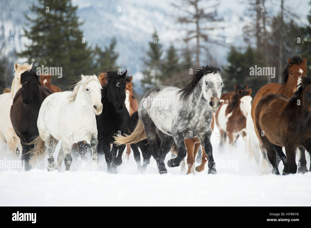 Horses Galloping In Snow
