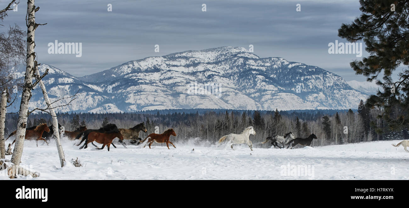 Winter snow team horses hi-res stock photography and images - Alamy