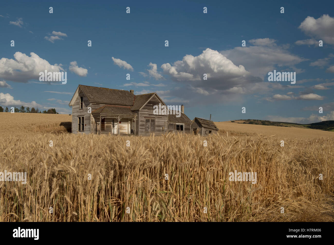 An old wooden farmstead in a wheat field; Palouse, Washington, United ...