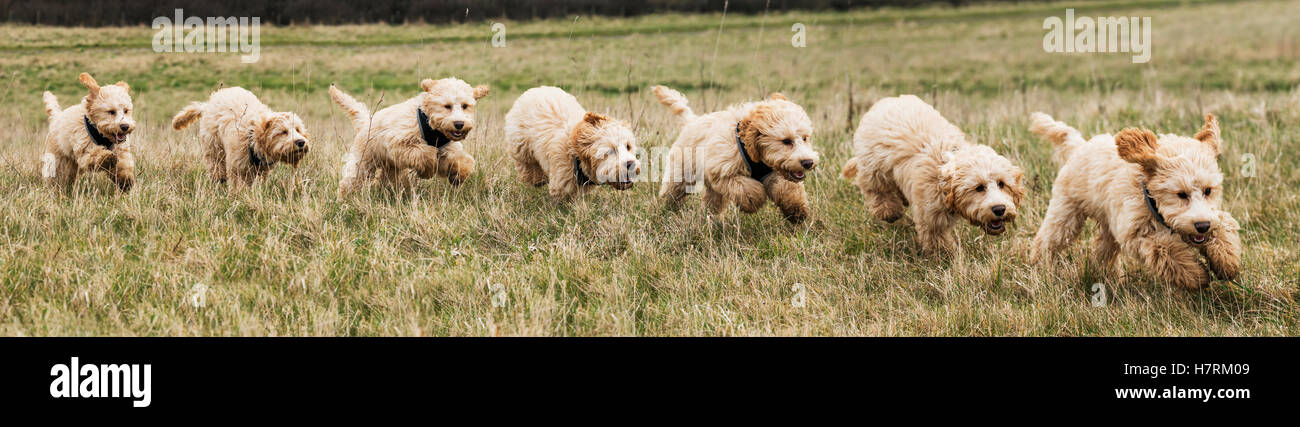 Cockapoo side view hi-res stock photography and images - Alamy