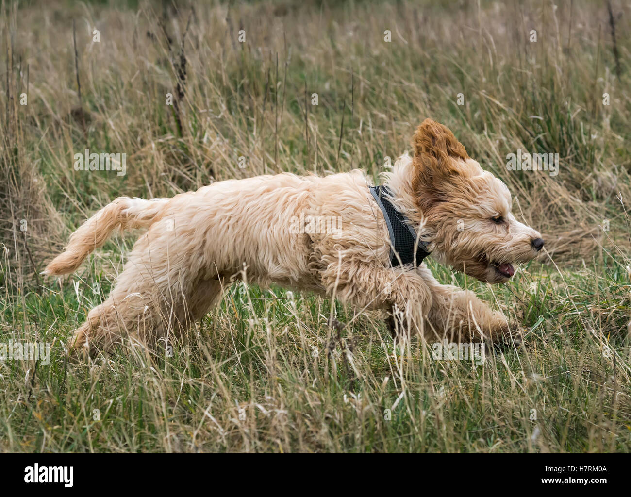 Cockapoo side view hi-res stock photography and images - Alamy