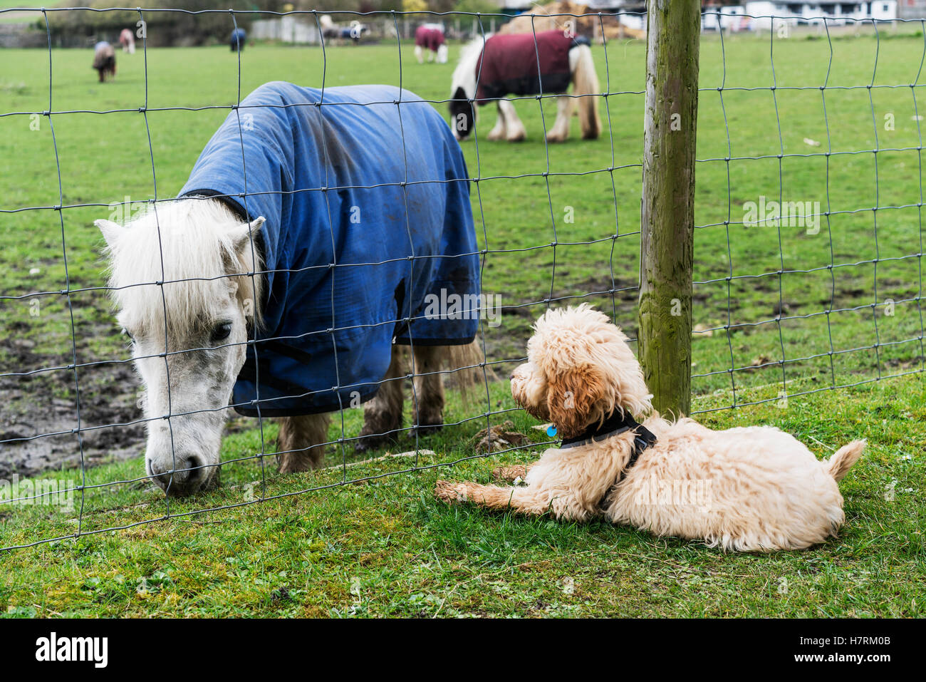 Cockapoo side view hi-res stock photography and images - Alamy