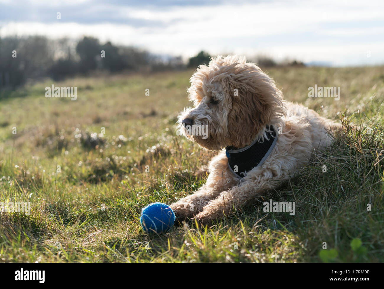 Cockapoo side view hi-res stock photography and images - Alamy
