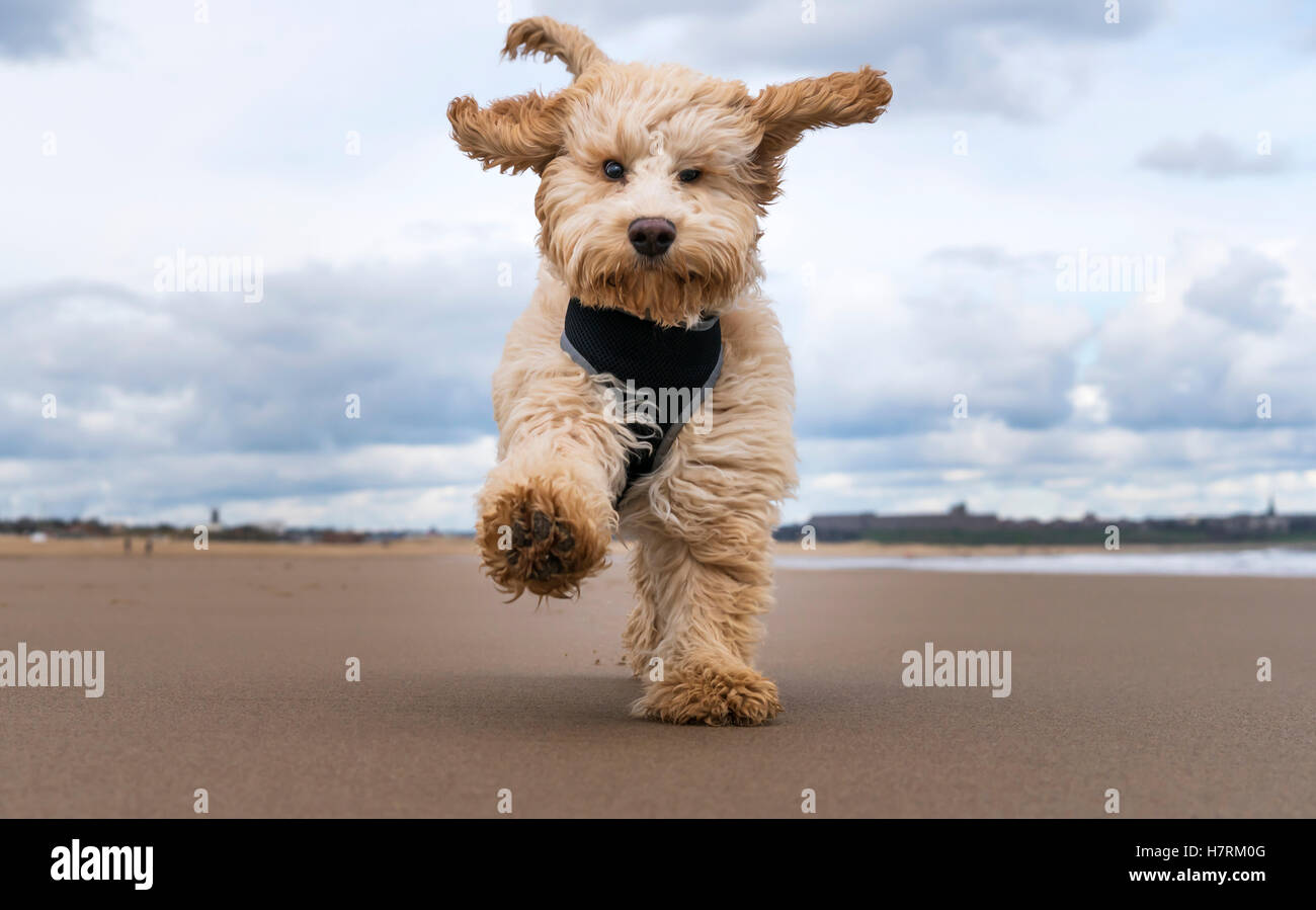 A cockapoo running towards the camera on a beach; South Shields, Tyne ...