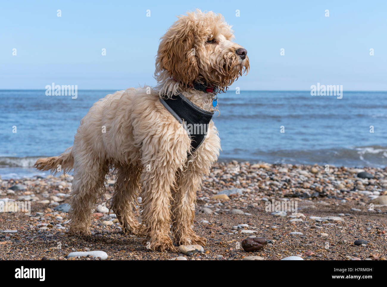 Cockapoo side view hi-res stock photography and images - Alamy