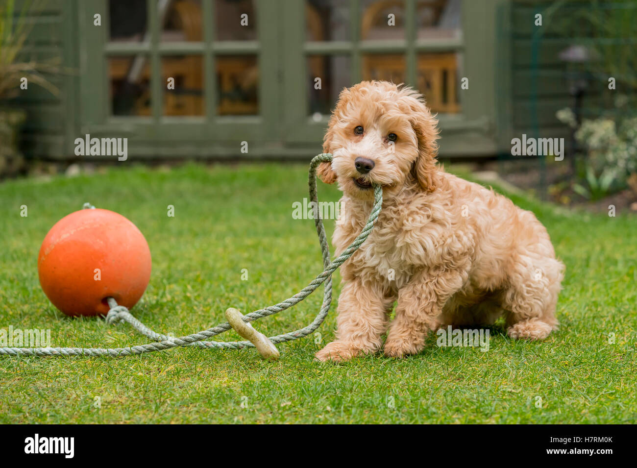 A cockapoo playing with a rope and ball on the grass in a backyard ...