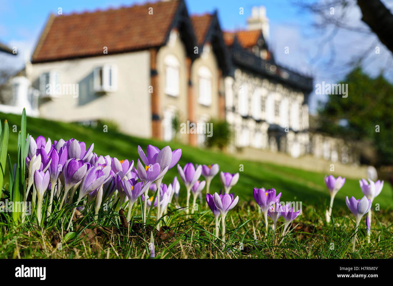 Crocuses in bloom in the foreground with houses and blue sky in the ...