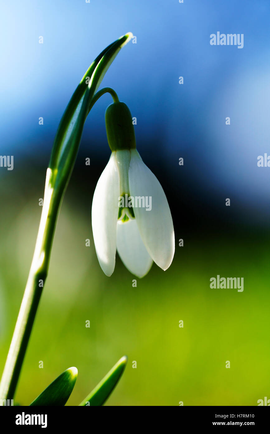 White flower drooping against blue and green background; South Shields ...