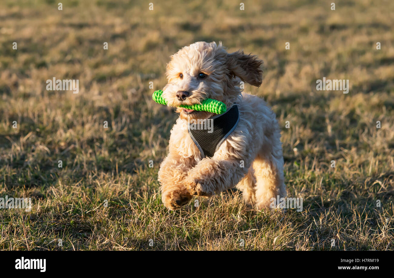 A cockapoo running on the grass with a toy in it's mouth; South Shields ...
