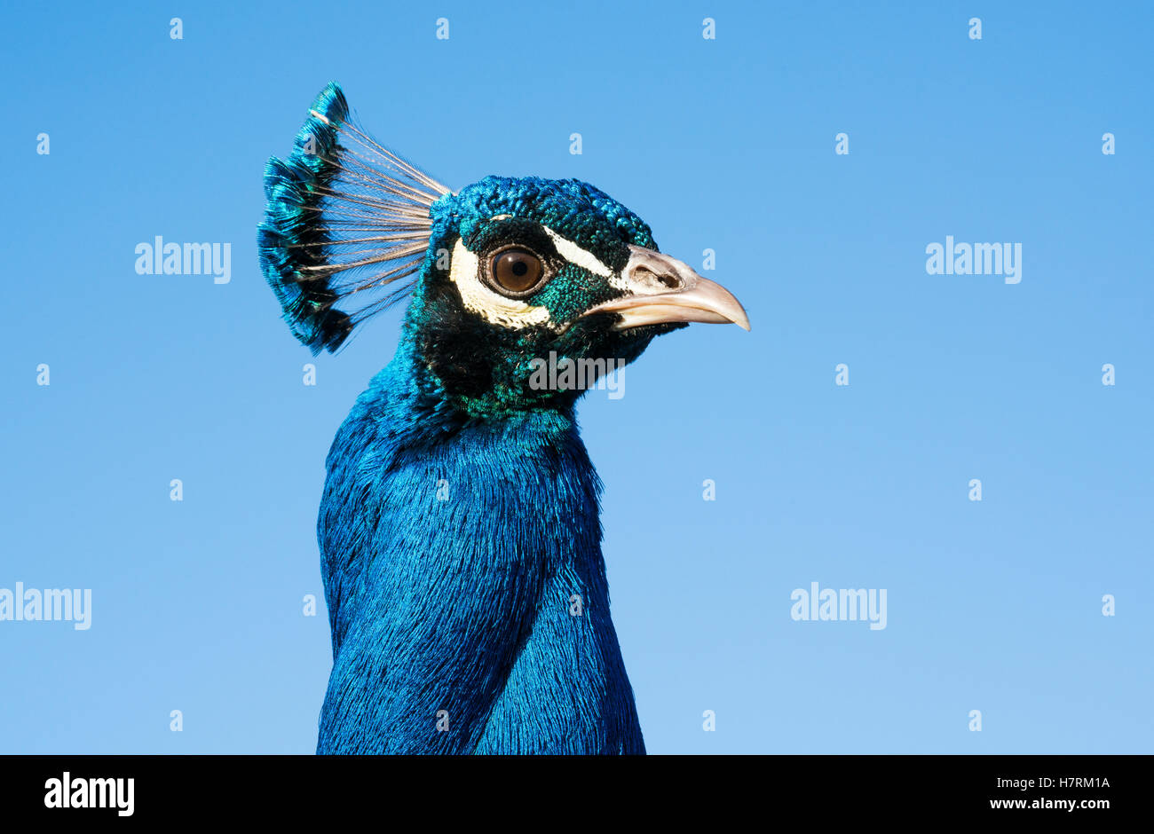 Bird With A Crown High Resolution Stock Photography and Images - Alamy