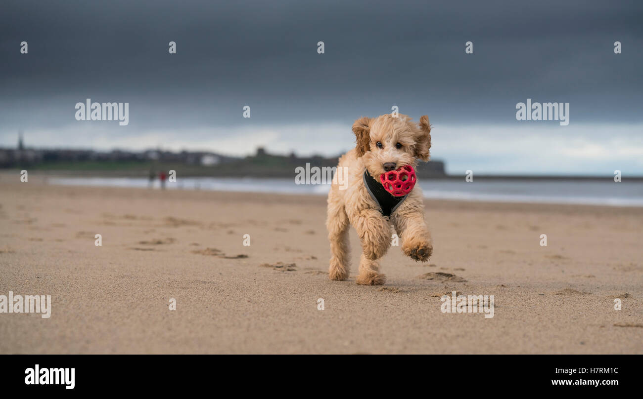 A cockapoo running on the beach with a red ball in it's mouth; South ...