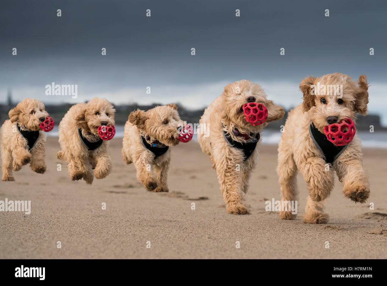Red Cockapoo Stock Photos & Red Cockapoo Stock Images - Alamy