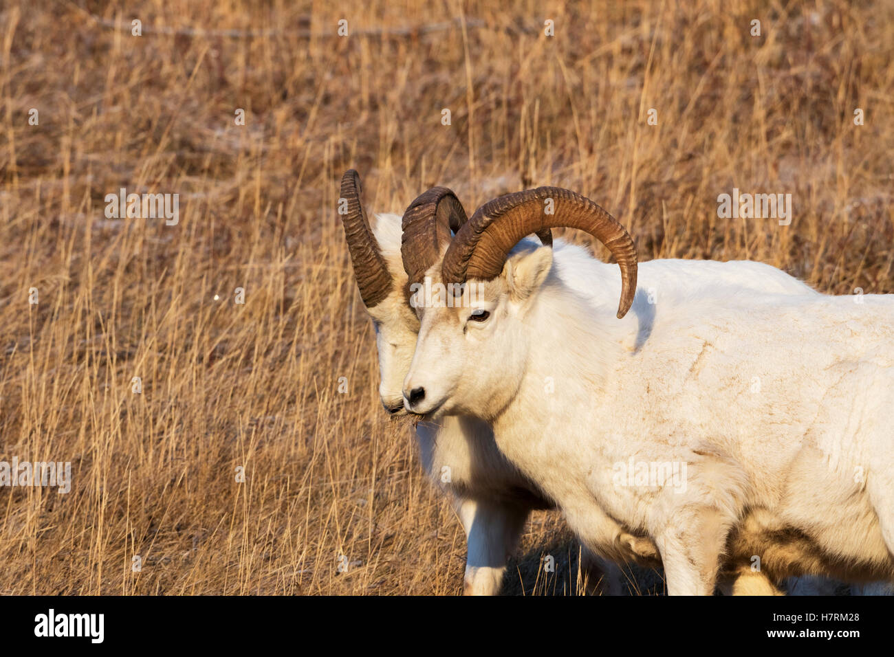 A pair of young Dall sheep (ovis dalli) rams walk side by side in the ...