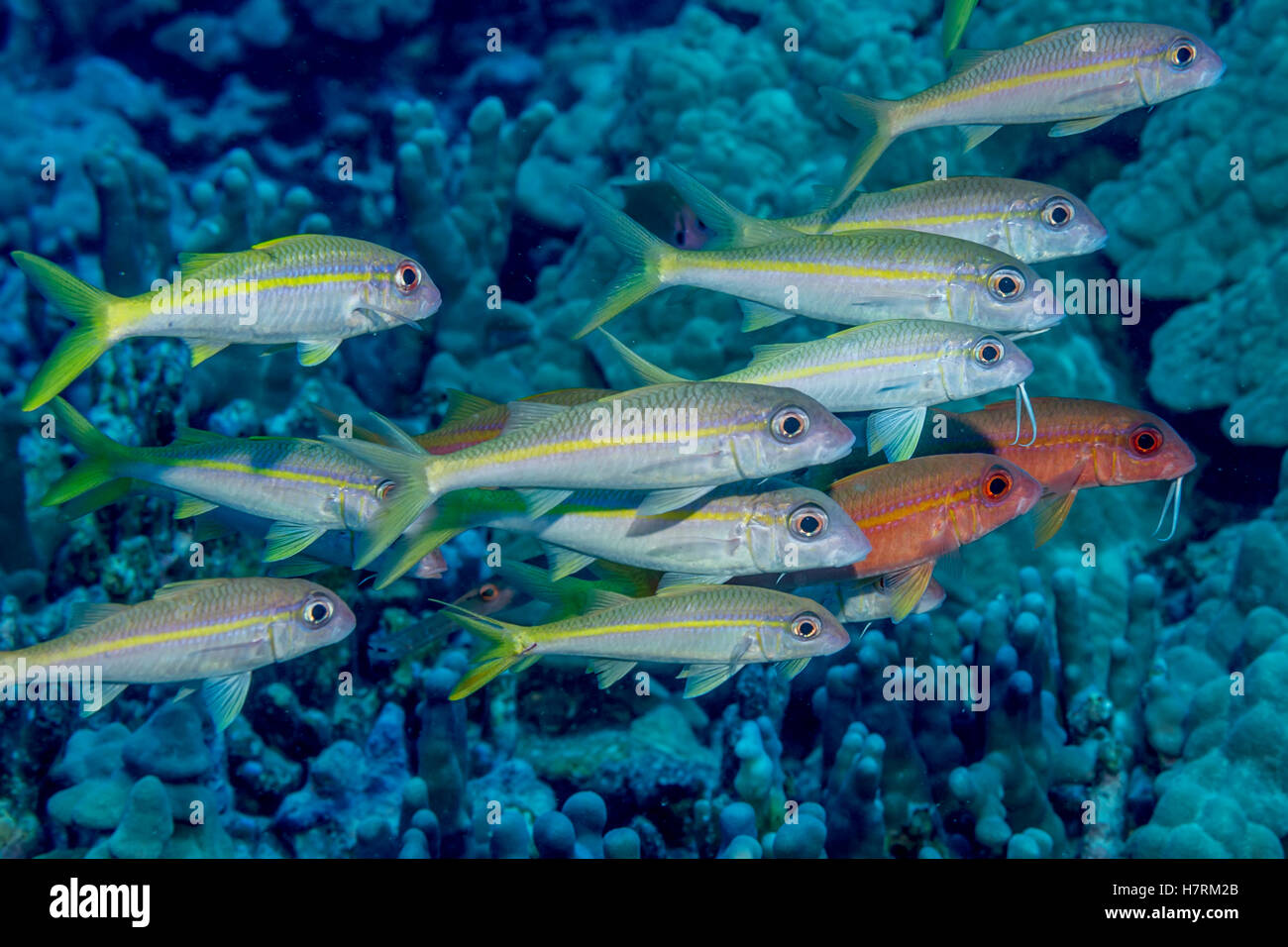 Yellowfin Goatfish (Mulloidichthys vanicolensis) schooled off the Kona ...