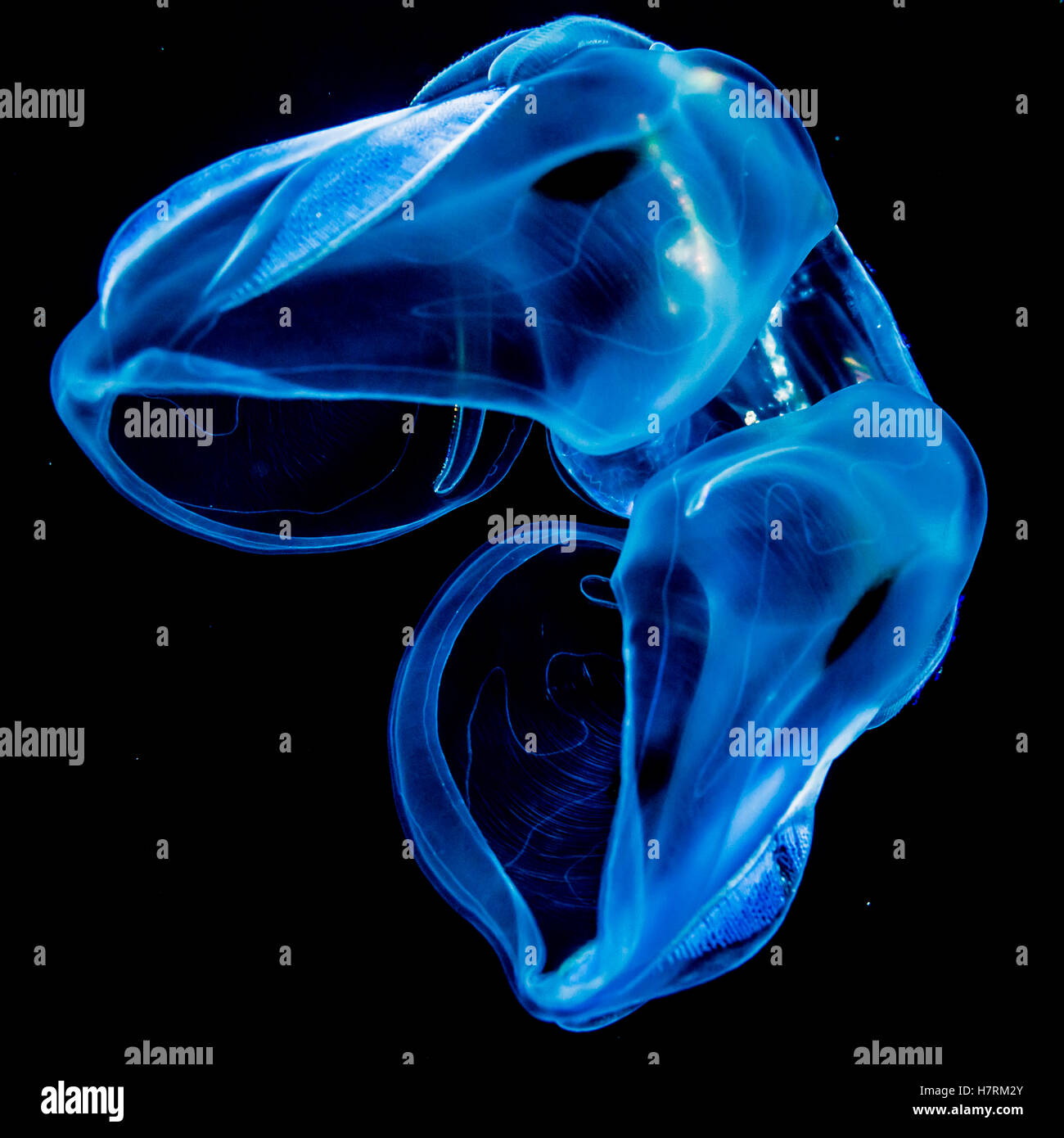 Ctenophora bioluminescence hi-res stock photography and images - Alamy