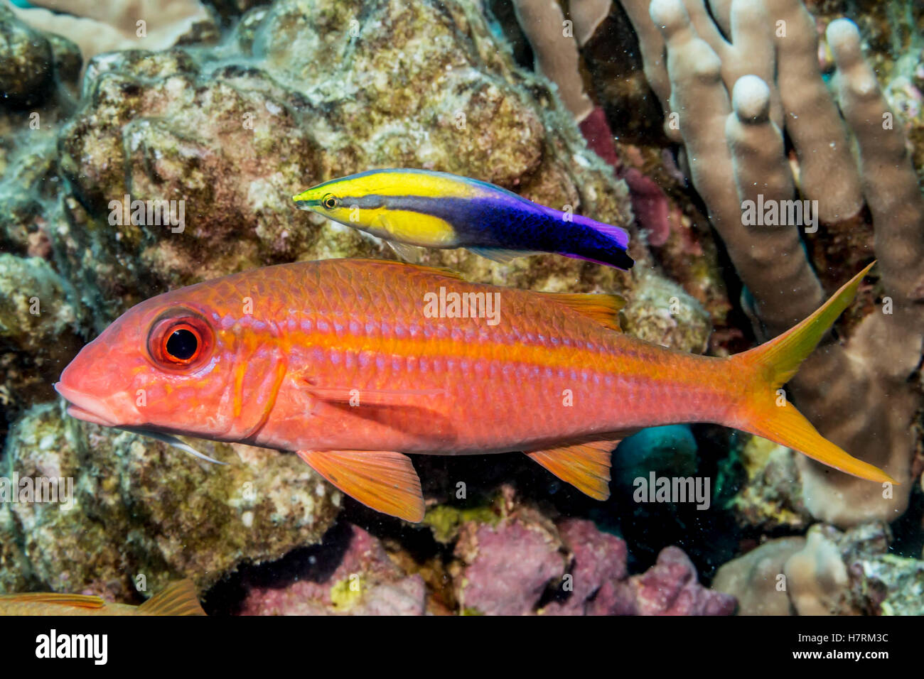 Yellowfin Goatfish (Mulloidichthys Vanicolensis) With A Hawaiian ...