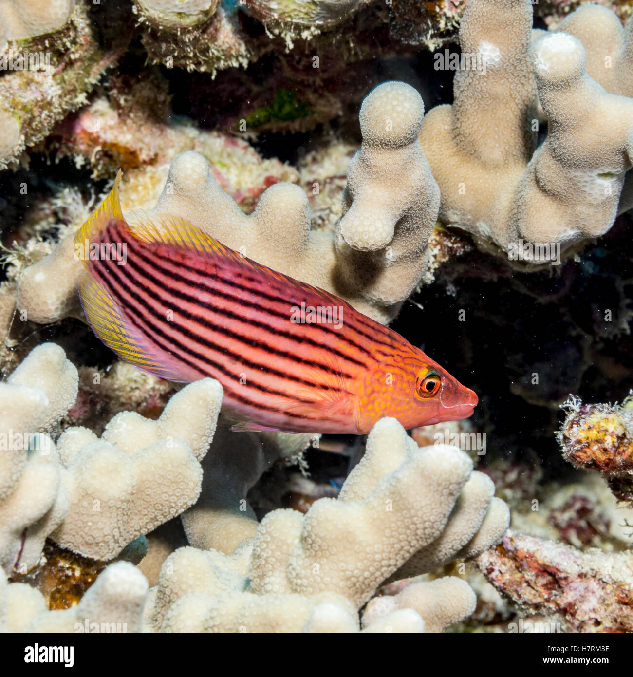 Eight lined wrasse hi-res stock photography and images - Alamy